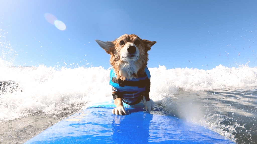 How to Watch It's A Dog's Life With Bill Farmer on Disney+