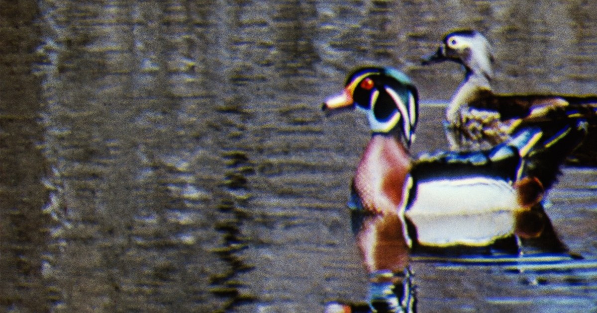 Water Birds: Where to Watch & Stream Online