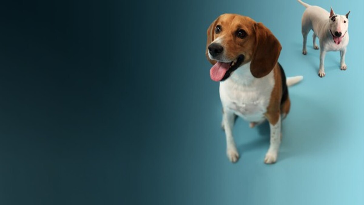How Dogs Got Their Shapes: Where to Watch & Stream Online