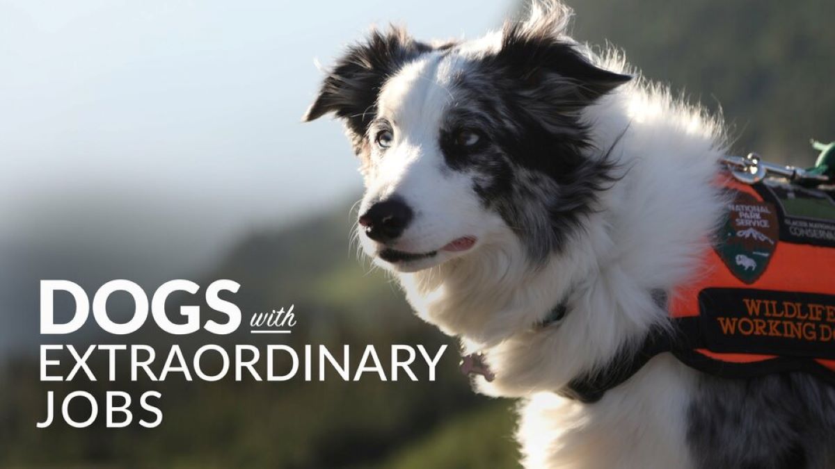 Dogs with Extraordinary Jobs Season 1 Streaming: Watch & Stream Online ...