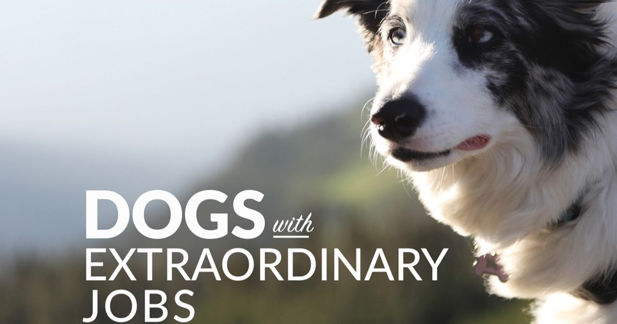 Dogs with Extraordinary Jobs Season 2 Streaming: Watch & Stream Online ...