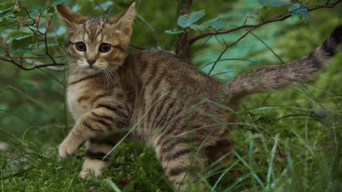 Exclusive A Cat's Life Trailer Previews Family-Friendly Adventure Movie