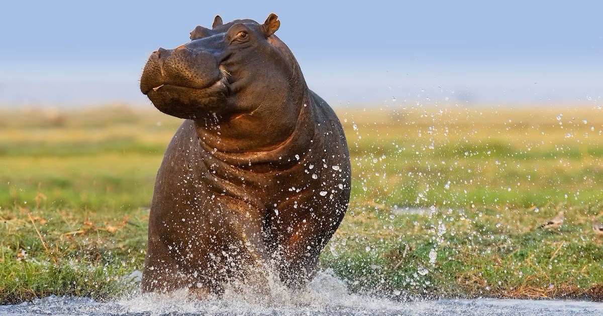 Animal Fight Night Season 5 Streaming: Watch & Stream Online via Disney ...