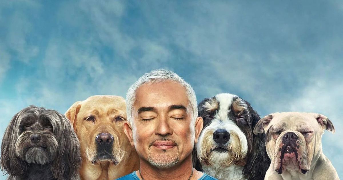 Cesar Millan: Better Human, Better Dog Season 1 Streaming: Watch ...