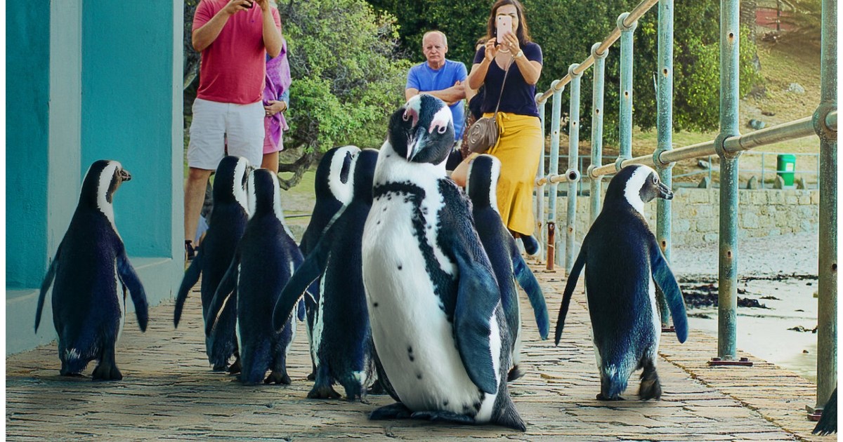 Penguin Town Season 1 Streaming: Watch & Stream Online via Netflix