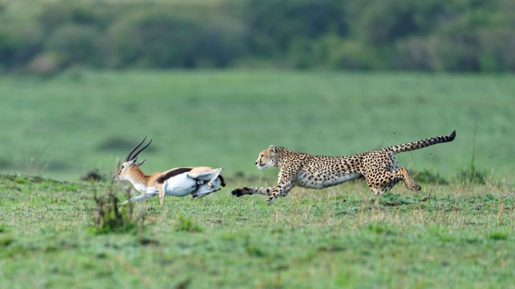 Predator And Prey Predator Prey Interaction – News, Research And