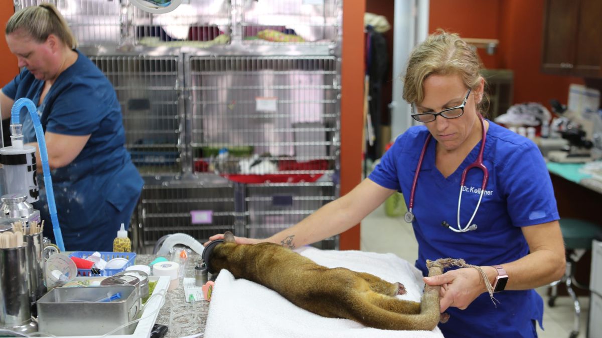 Dr. K's Exotic Animal ER Season 9 Streaming: Watch & Stream Online via ...
