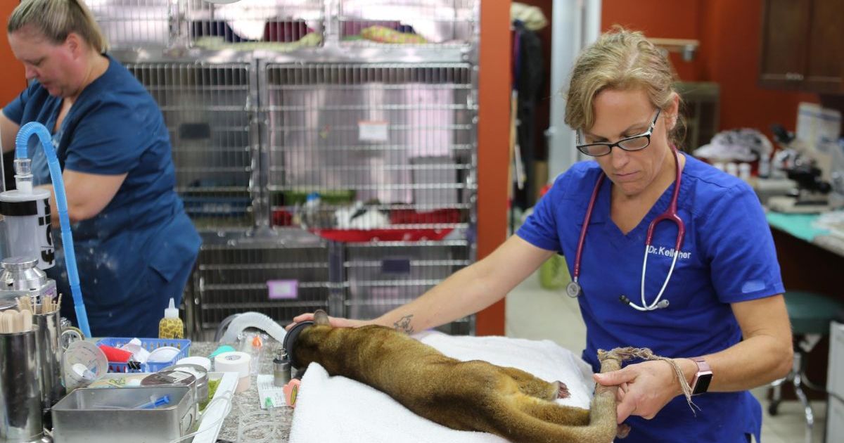 Dr. K's Exotic Animal ER Season 9 Streaming: Watch & Stream Online via ...