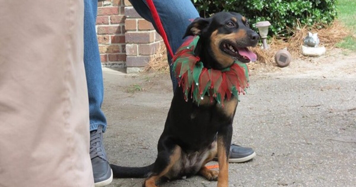 12 Dog Days Till Christmas Streaming: Watch & Stream Online via Amazon ...