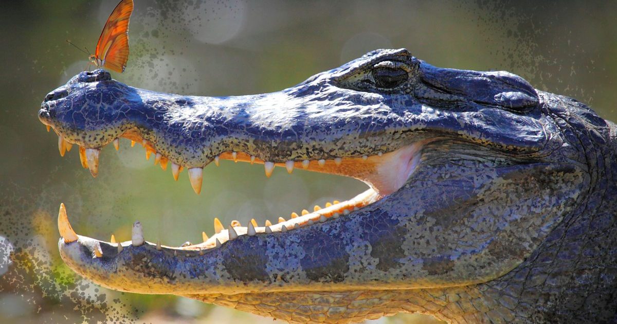 Wild Brazil Streaming: Watch & Stream Online via Amazon Prime Video