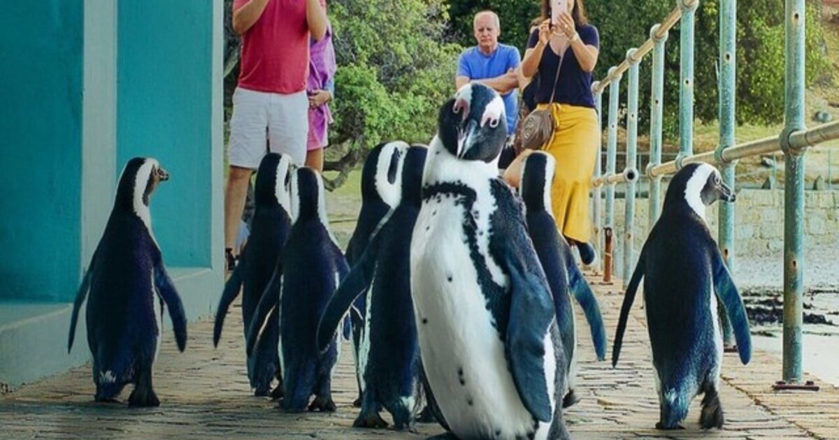 How to Watch Penguin Town Online