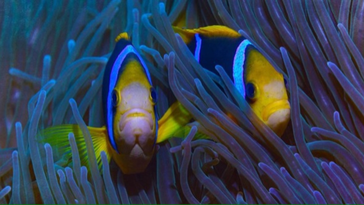 Can You Watch Protecting Paradise: The Story of Niue Online Free?
