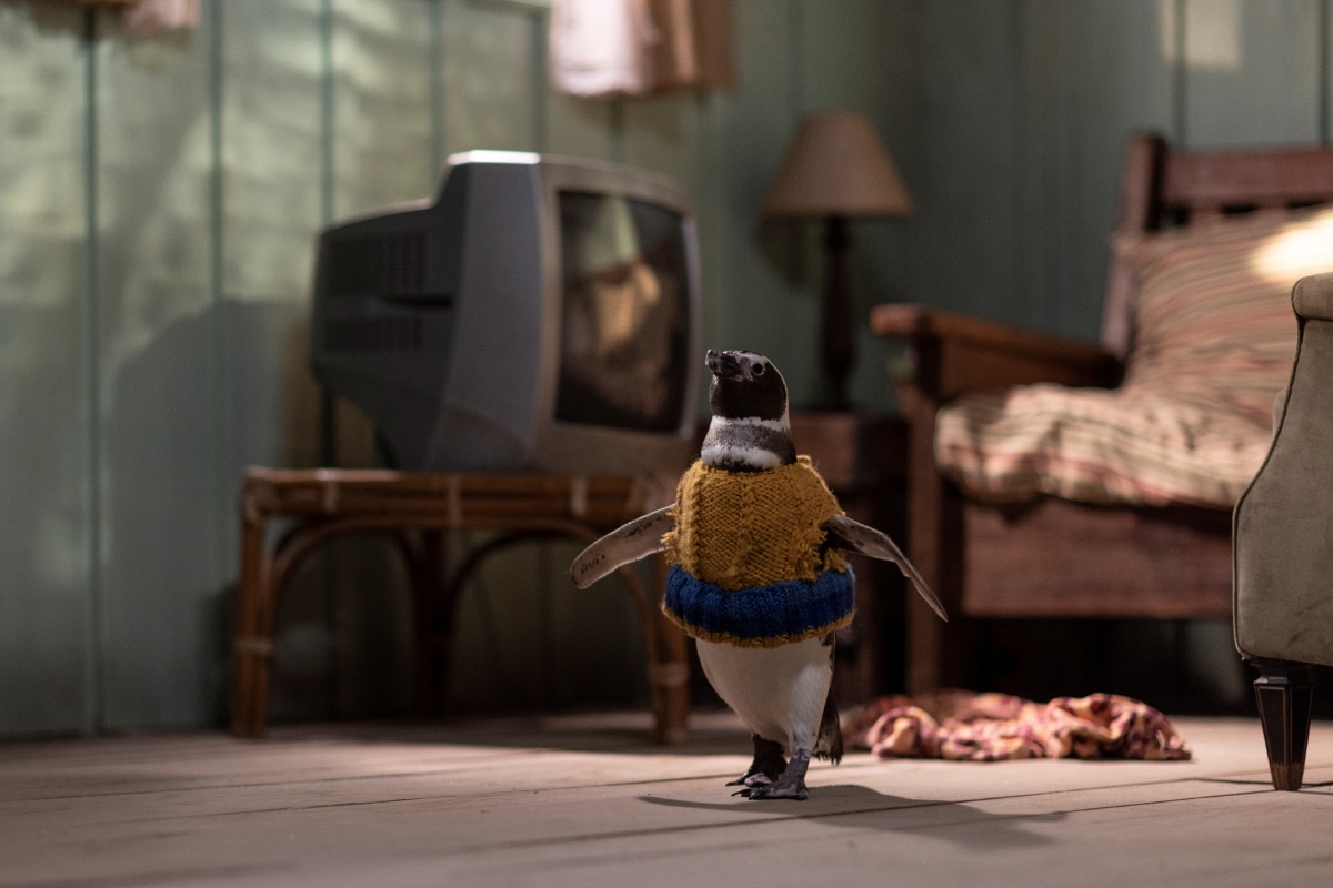 Exclusive My Penguin Friend Clip Previews Emotional Movie About a Lost ...