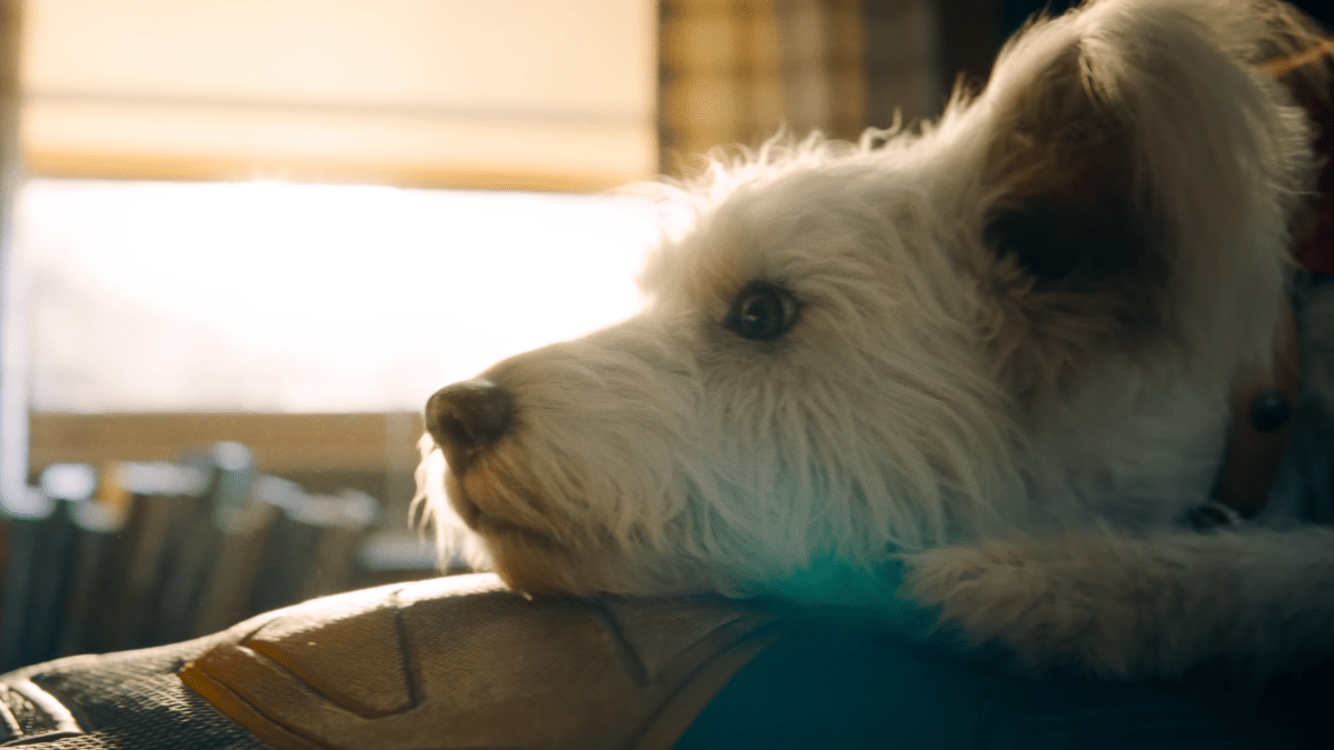 Superman Unveils Pawsome Popcorn Buckets Featuring DCU's Krypto