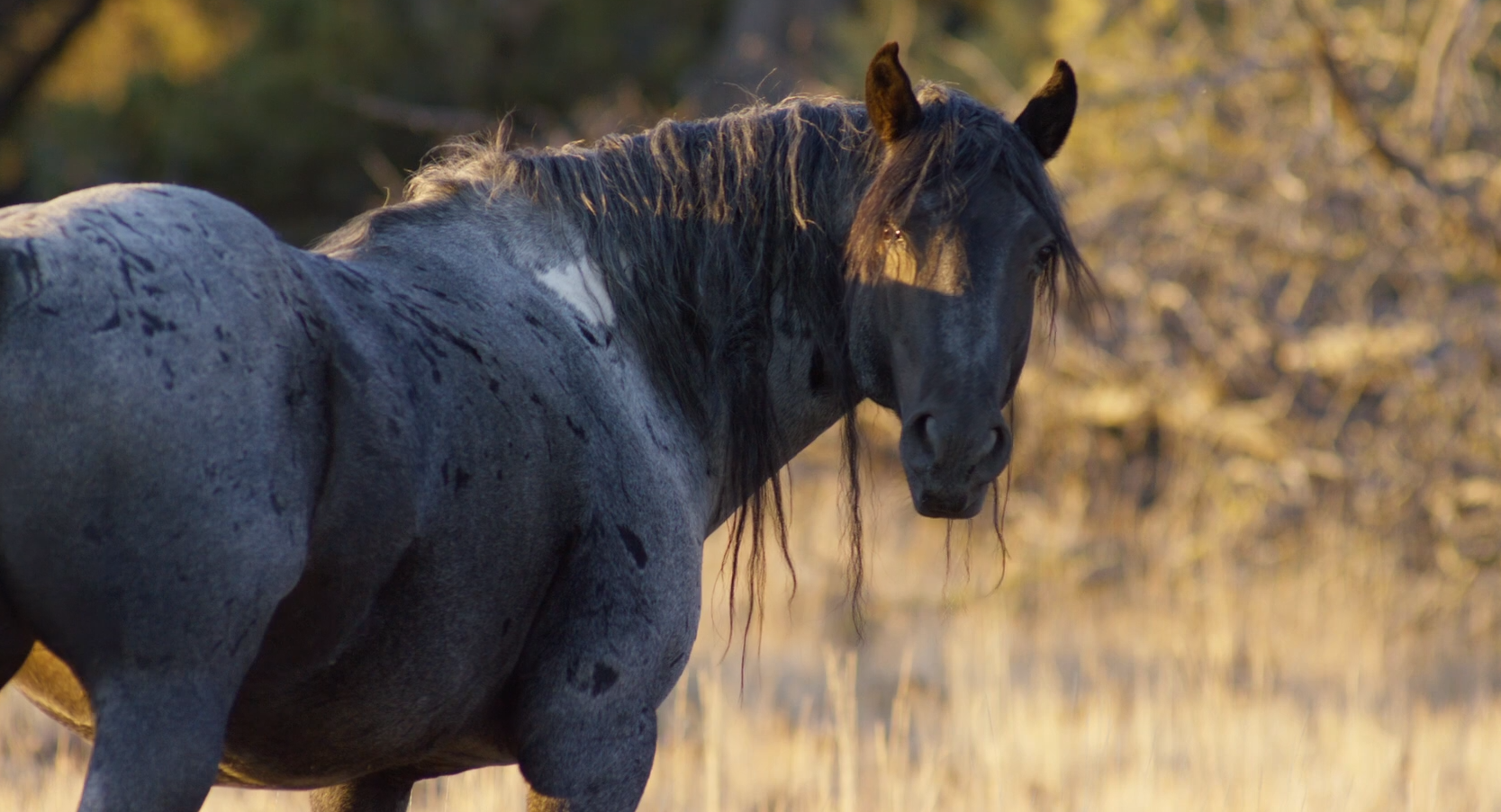 Gerard Butler Wild Horse Movie Blue Zeus Gets Trailer | Exclusive