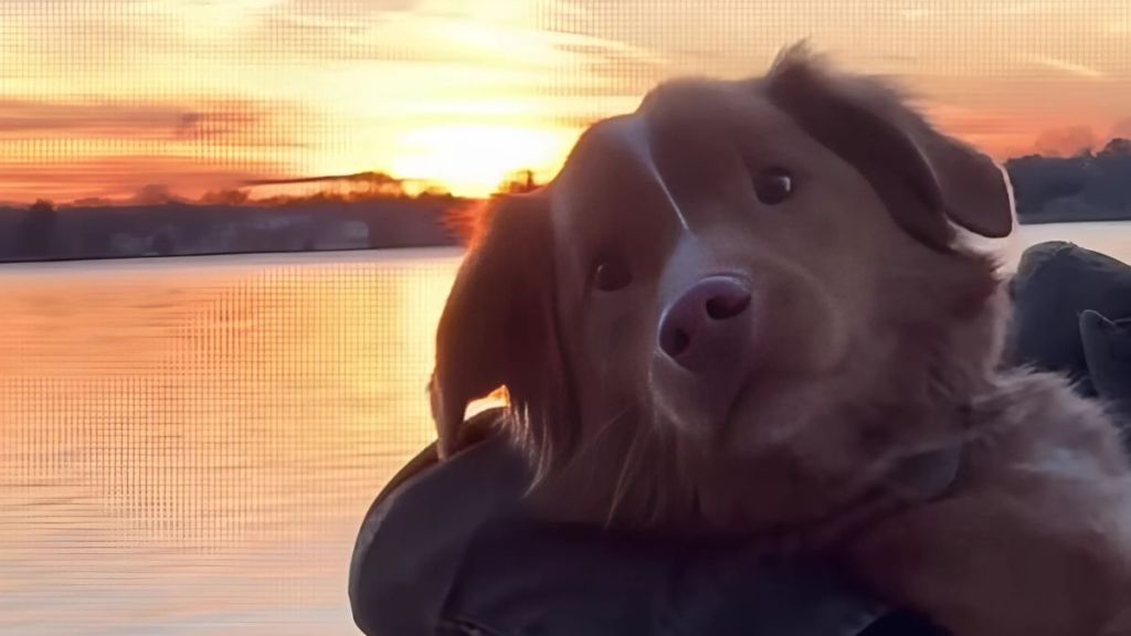 Good Boy Post-Credits Scenes: What Happens at the End?
