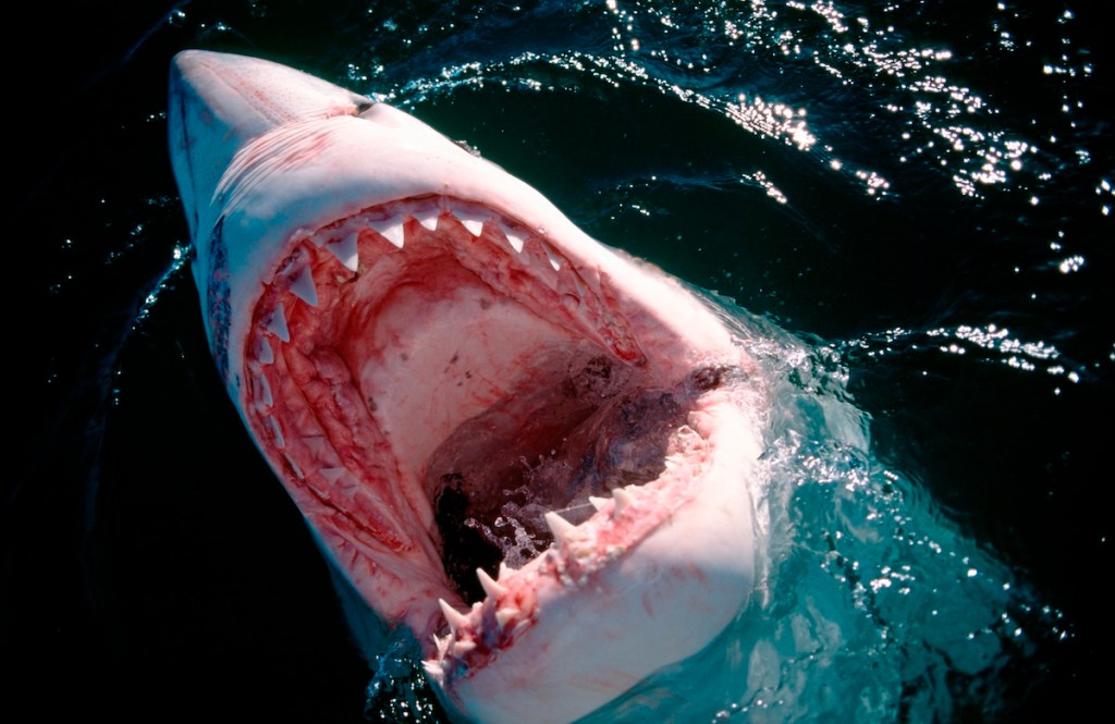 Netflix Buys Sony’s Shark Movie Originally Planned for Theatrical Release